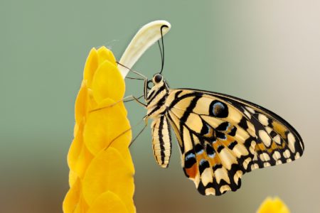 Saznajte sve o leptirima + 5 zanimljivih činjenica - MojBlog
