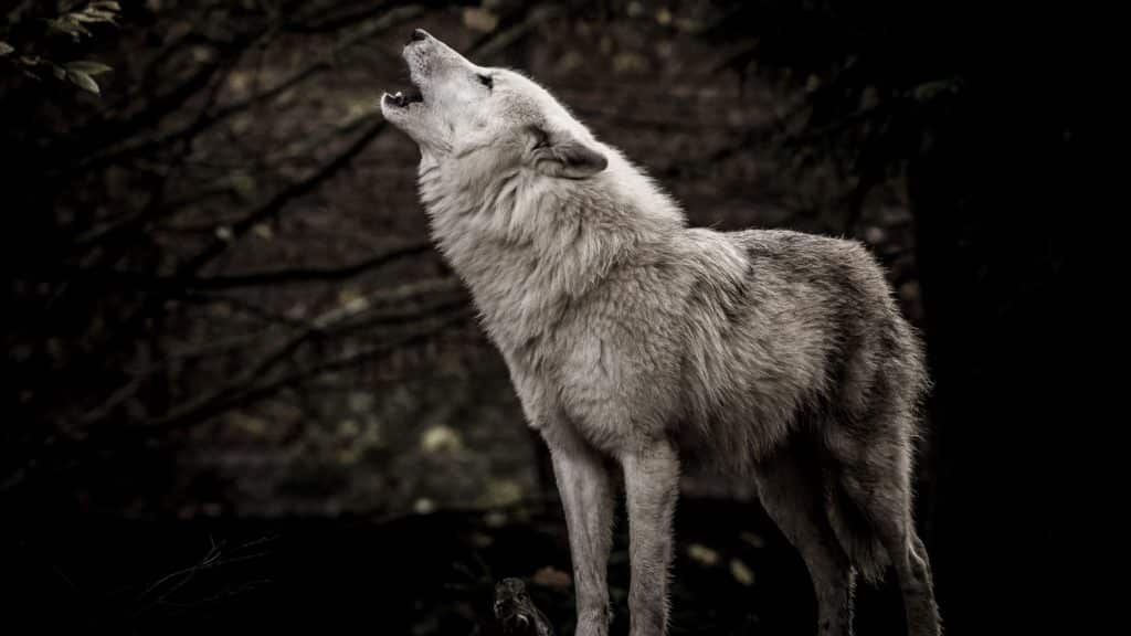 Vukovi: 15 zanimljivosti o ovim misterioznim životinjama
