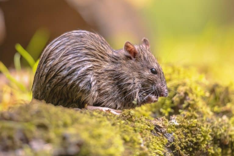 Kako se riješiti štakora: 9 jeftinih i učinkovitih načina
